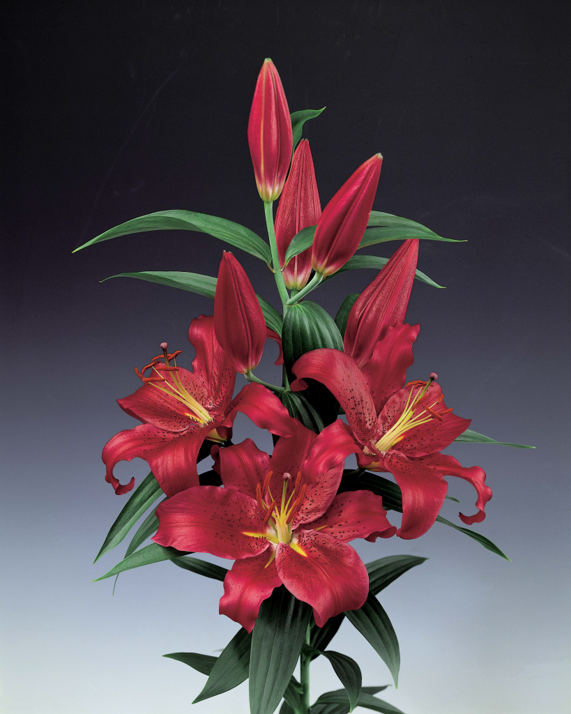 Montezuma – Holland America Flowers